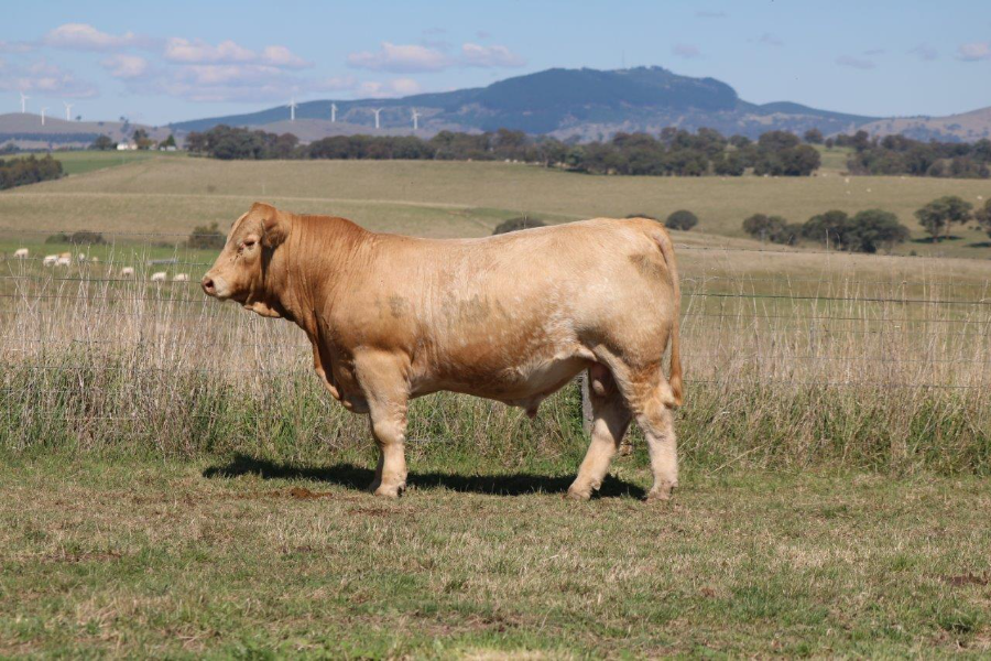 Lot 10 - ROSEDALE TIE THE KNOT (AI) (P) (RF) | AuctionsPlus