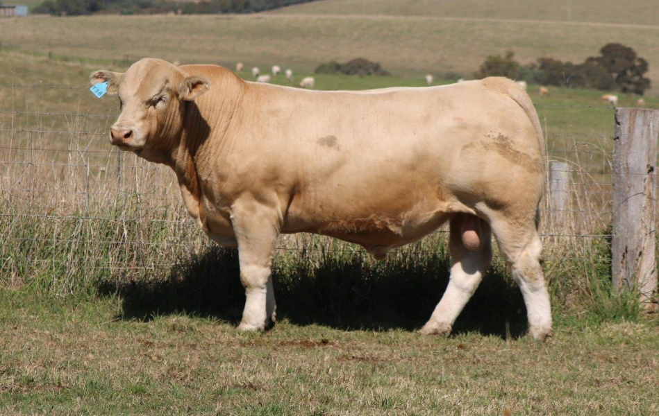 Lot 2 - ROSEDALE TYPHOON (P) (RF) | AuctionsPlus