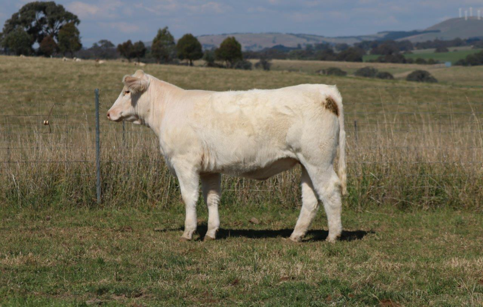 Lot 92 - ROSEDALE KRISTINA U7 (AI) (P) | AuctionsPlus