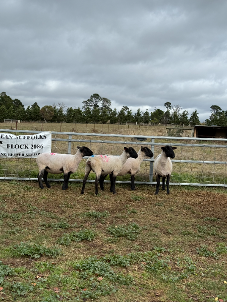 Lot 12 - Lindean Suffolk SIL Flock Ewe's | AuctionsPlus