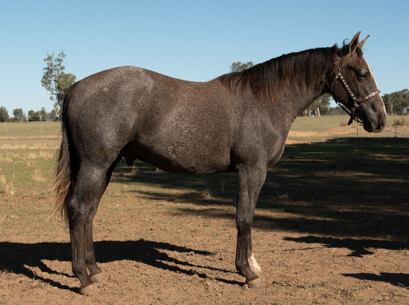 Lot 5 - FANCY GUN | AuctionsPlus