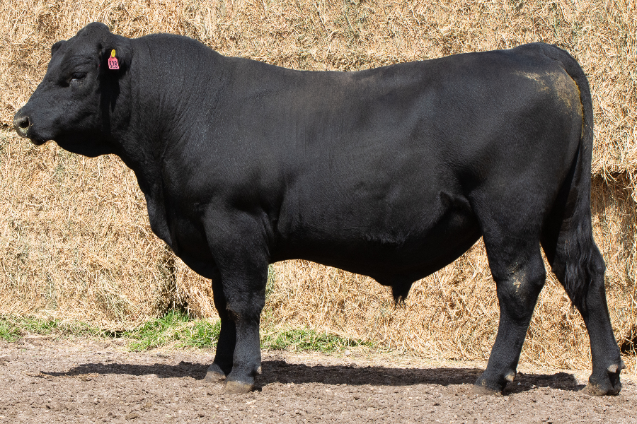 Lot 52 - AJC T828 | AuctionsPlus