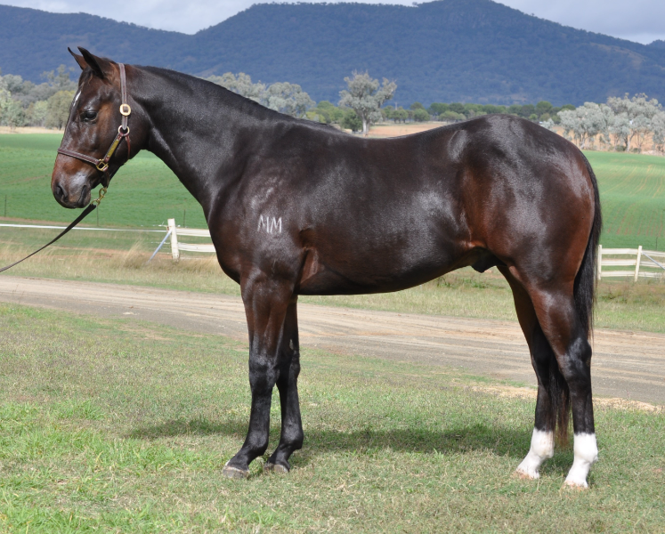 Lot 12 - Bugla | AuctionsPlus