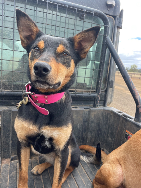 Lot 19 - Kelbar Abby | AuctionsPlus