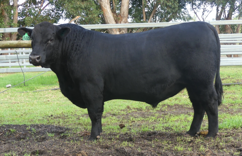 Lot 32 - MONTEREY TELSTAR T254 | AuctionsPlus