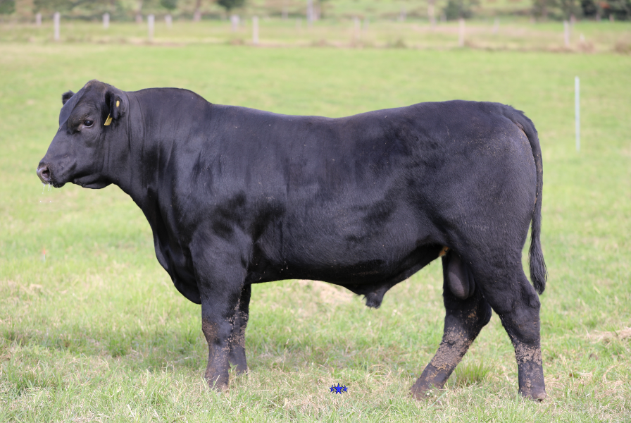 Lot 18 - MEDLYN TUSCAN T98 | AuctionsPlus