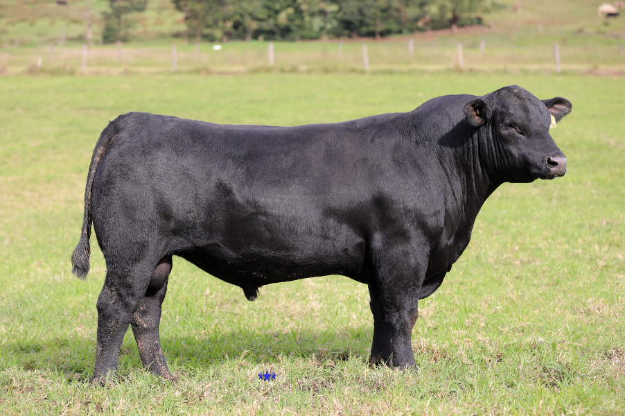 Lot 35 - MEDLYN TYMPAN T60 | AuctionsPlus