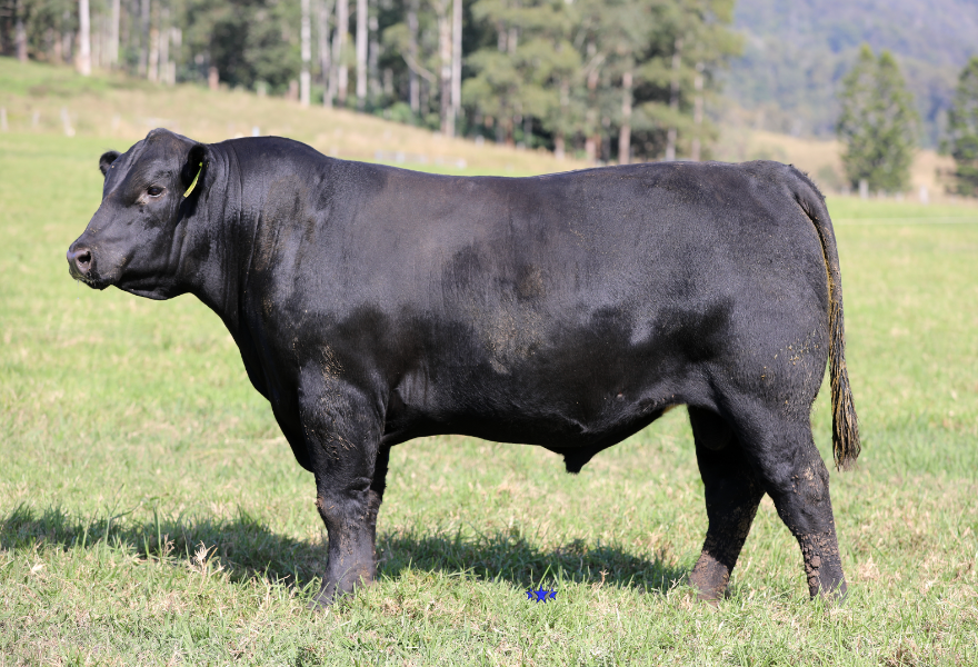 MEDLYN ANGUS BULL SALE - Auction 392 | AuctionsPlus