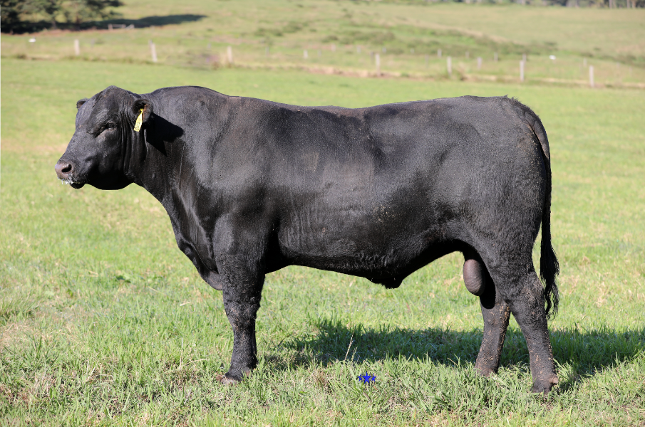 Lot 11 - MEDLYN THEARL T32 | AuctionsPlus