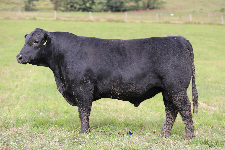 Lot 13 - MEDLYN TYCOON T55 | AuctionsPlus