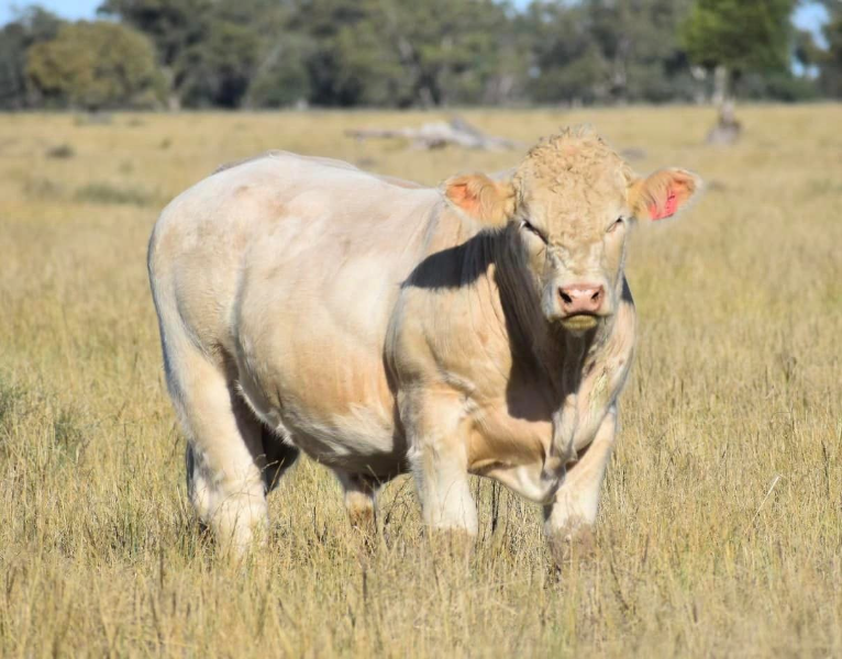 Lot 11 - ALPINE TARGET T32 (AI) (ET) (P) | AuctionsPlus