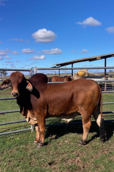 Lot 15 - BT MR ROCKO (PP) | AuctionsPlus