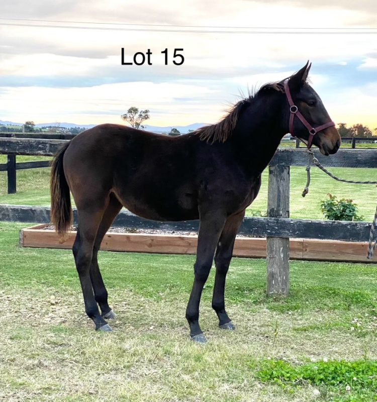 Lot 15 - 2023 FILLY OUT OF HEY JESS | AuctionsPlus