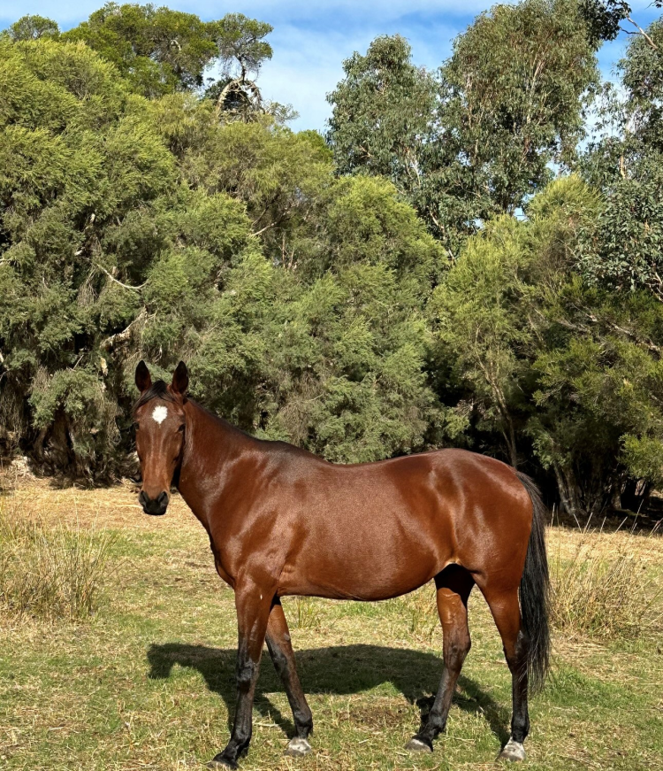 Lot 171 - KIWI ROSE USA | AuctionsPlus