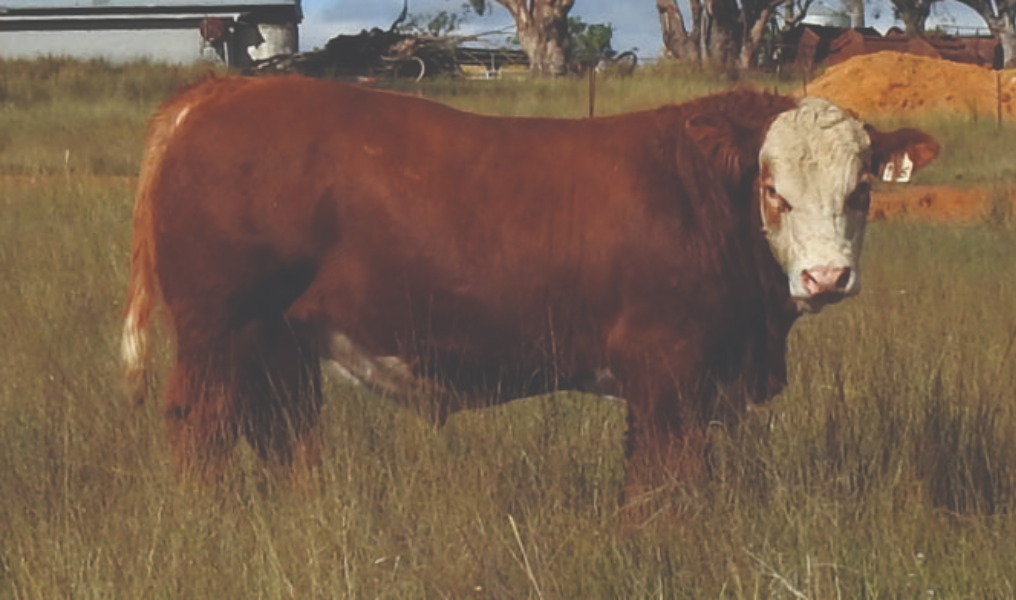 BARANA SIMMENTAL & ANGUS 24TH ANNUAL ON-FARM BULL SALE - Auction 109 ...