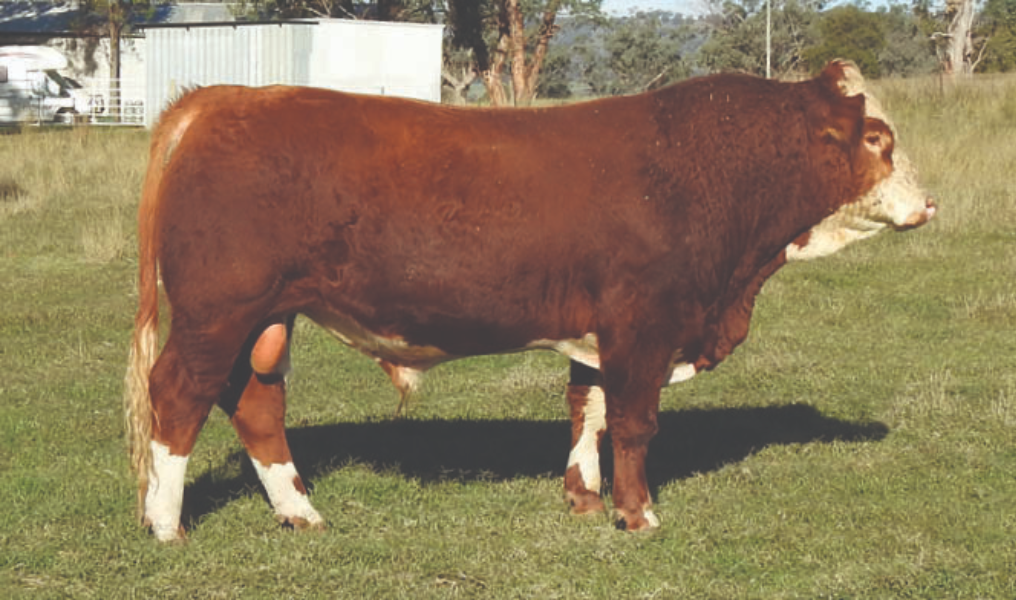 Lot 2 - BARANA UNREGISTERED | AuctionsPlus