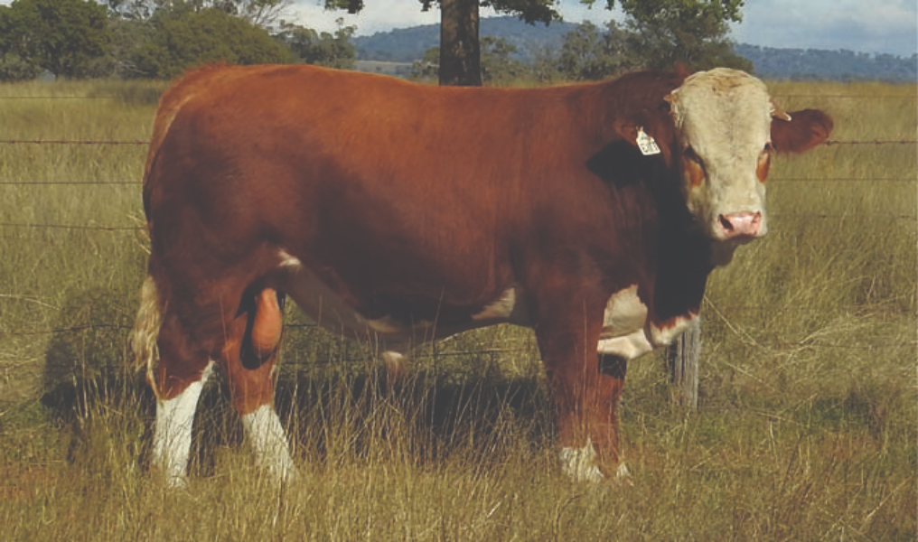 Lot 27 - BARANA UNREGISTERED | AuctionsPlus