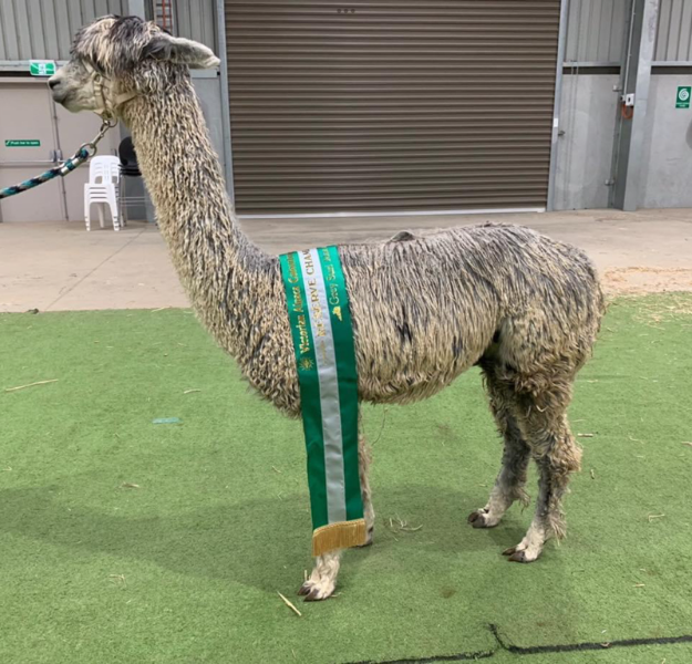 Lot 7 - Boolaroo Silver | AuctionsPlus