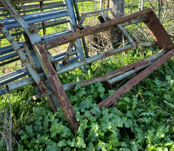 Lot 59 - HEAD BALE | AuctionsPlus