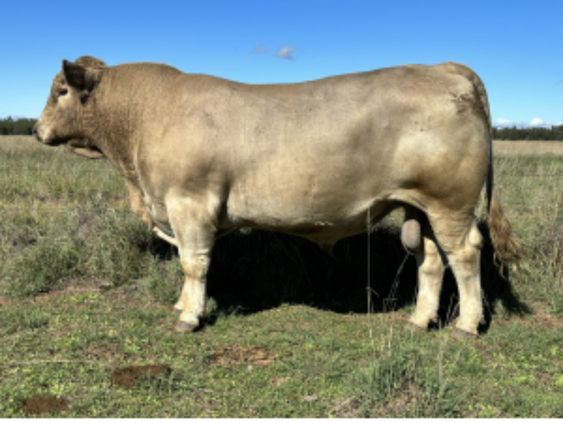 Lot 11 - CARLINGA TALISMAN (PB) (AI) | AuctionsPlus