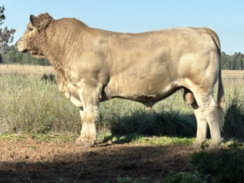 Lot 15 - CARLINGA TORNADO (PB) | AuctionsPlus
