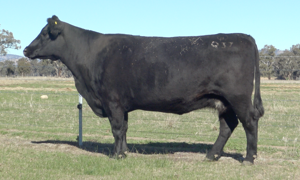 Lot 9 - BELLASPUR Q37 | AuctionsPlus