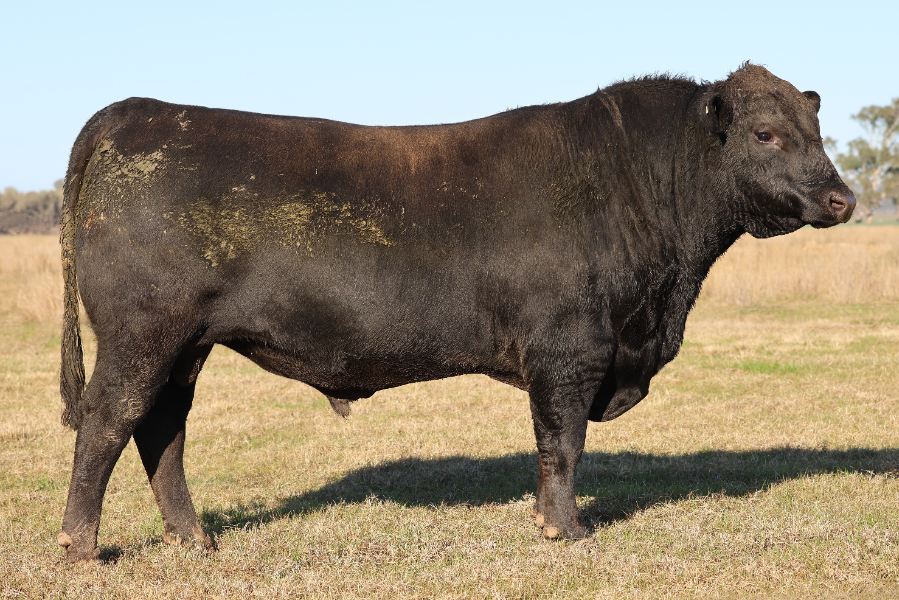 Lot 2 - BOORAGUL QUINELLA T66 | AuctionsPlus