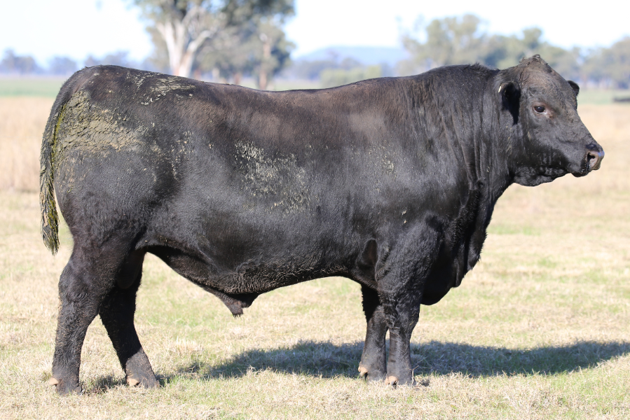 Lot 4 - BOORAGUL PRIME MINISTER T113 | AuctionsPlus