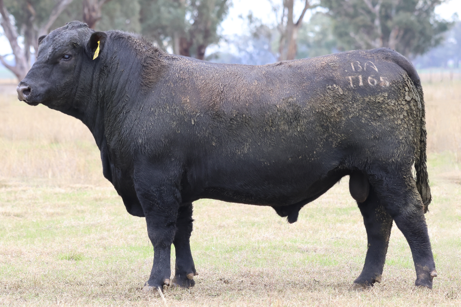 Lot 51 - BOORAGUL QONTEMPLATE T165 | AuctionsPlus