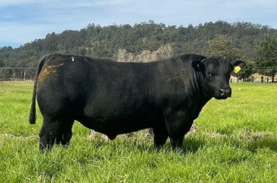 Lot 11 - SUGARLOAF ICEMAN T124 | AuctionsPlus
