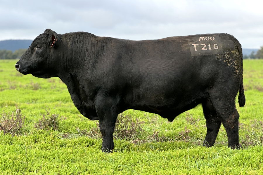 Lot 6 - MOOGENILLA T216 | AuctionsPlus