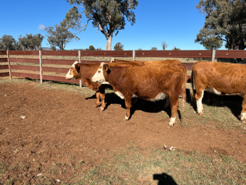 Lot 41 - 7 X PUREBRED SIMMENTAL COMMERICIAL PTIC COWS | AuctionsPlus