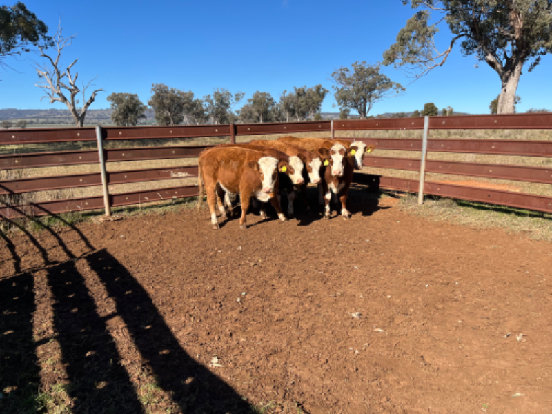 Lot 42 - 5 X PUREBRED SIMMENTAL COMMERCIAL UNJOINED HEIFERS | AuctionsPlus