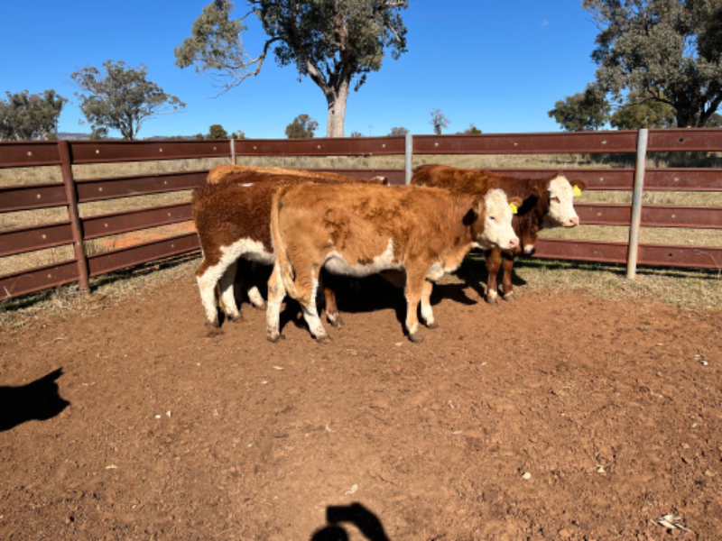 Lot 43 - 6 X PUREBRED SIMMENTAL COMMERCIAL UNJOINED HEIFERS | AuctionsPlus