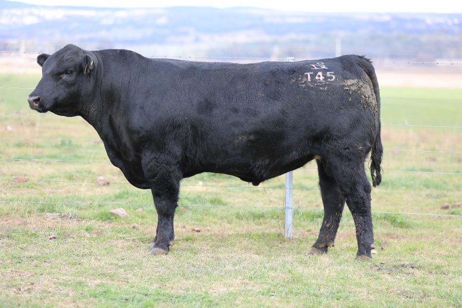 Lot 30 - SWANBROOK T45 | AuctionsPlus