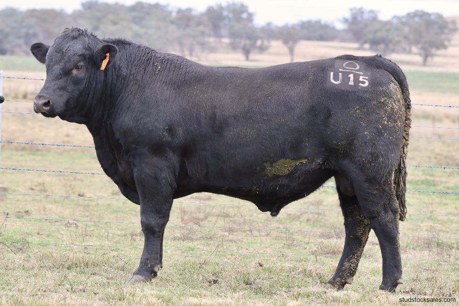 Lot 18 - HEART NECTAR U15 | AuctionsPlus