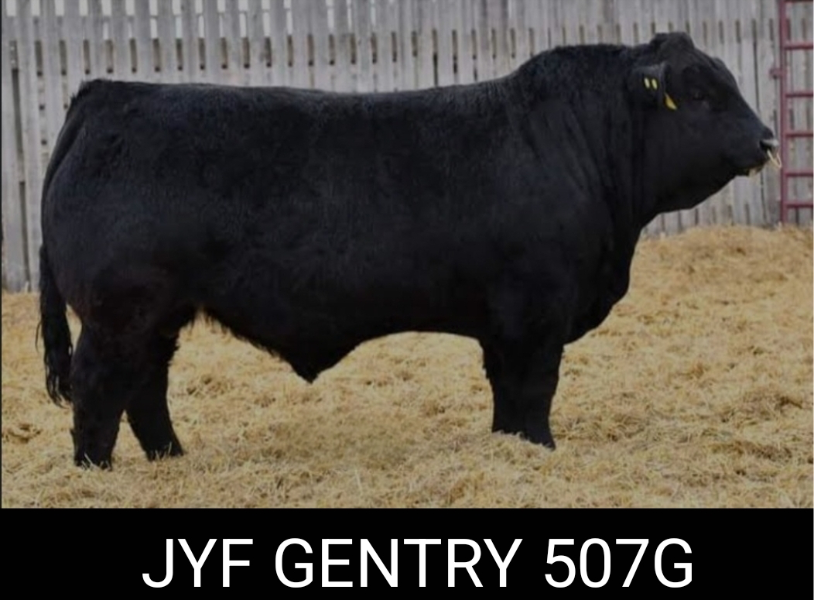 Lot 67 - Birubi Red Satan / JYF Gentry 507G | AuctionsPlus