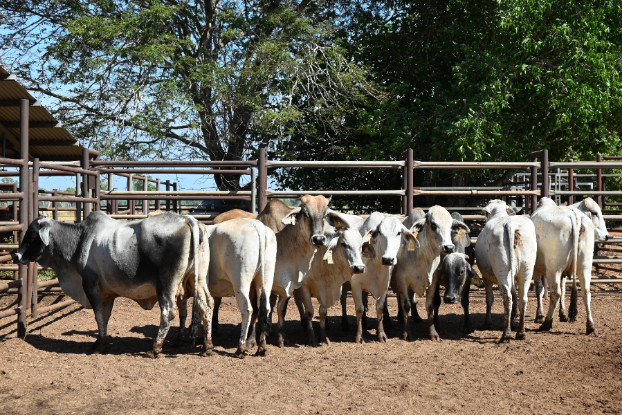 Lot 99 - 9 Mixed Older Brahman Cows | AuctionsPlus