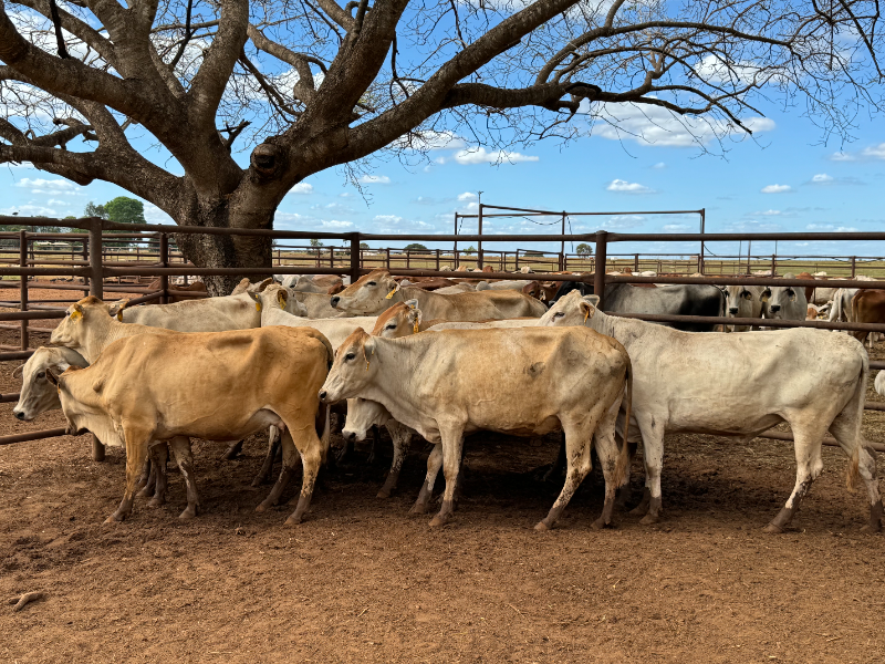 Lot 102 - 11 Pregnant Light Cream Composite Cows | AuctionsPlus