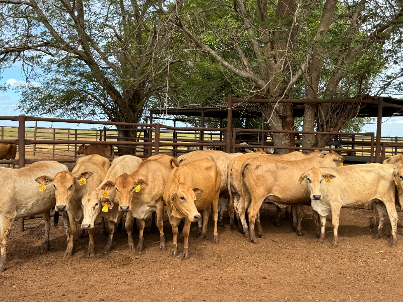 Lot 103 - 12 Pregnant Dark Cream Composite Cows | AuctionsPlus