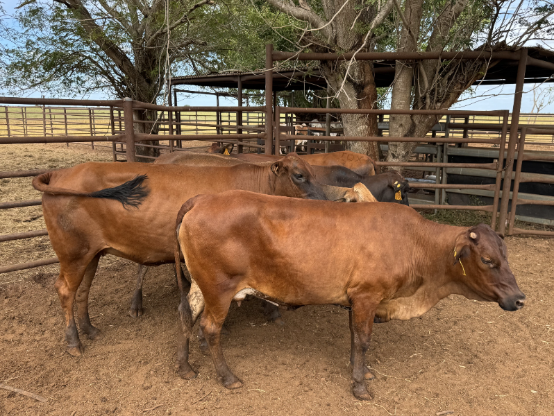 Lot 106 - 5 Pregnant Dark Red Composite Cows | AuctionsPlus