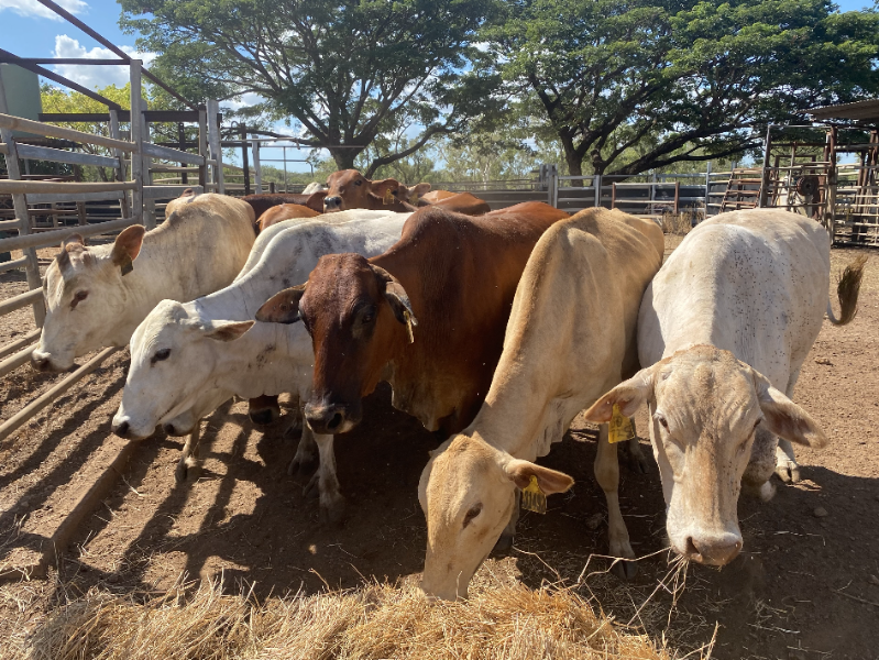 Lot 107 - 9 Mixed Older Composite Cows | AuctionsPlus