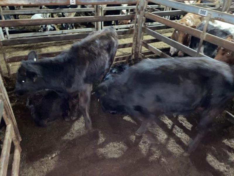 Pen 98A/N - 4 Angus X Angus Weaner Heifers 242.50kg (Total weight ...