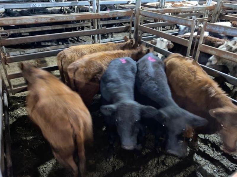 Pen 109/N - 4 Red Angus Heifer 293.80kg (Total weight: 1175kg ...