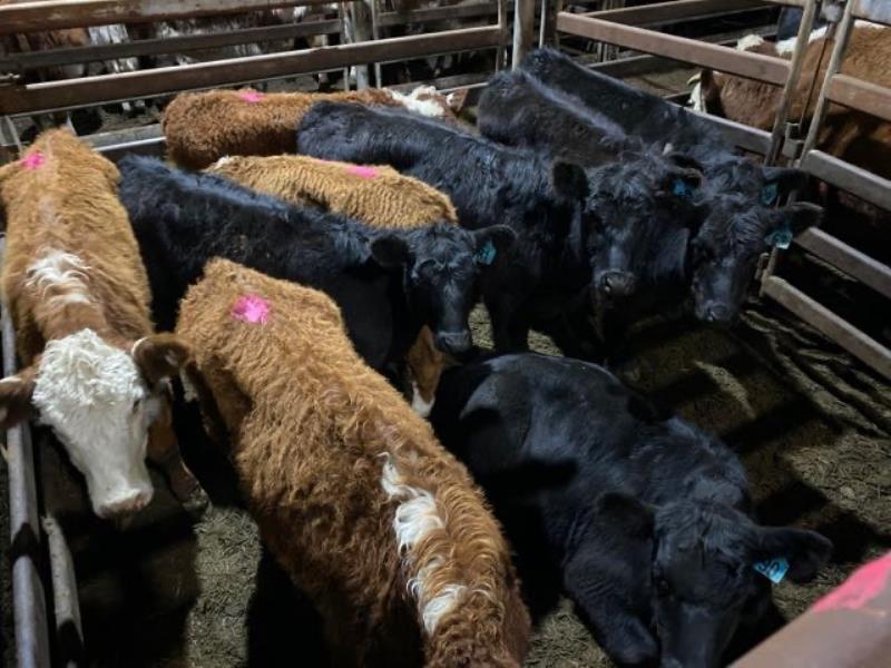 Pen 110/S - 1 Angus X Cow And Calf 360kg (Total weight: 360kg ...