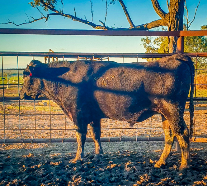 Lot 9 - CARNANA STATION T6067 | AuctionsPlus