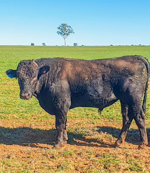 Lot 40 - CARNANA STATION T7045 (ET) | AuctionsPlus