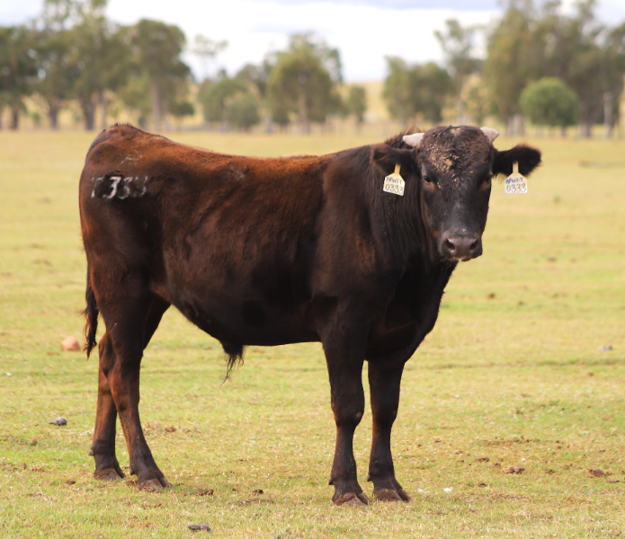 Lot 70 - HAMILTON PARK WAGYU T0333 (ET) | AuctionsPlus