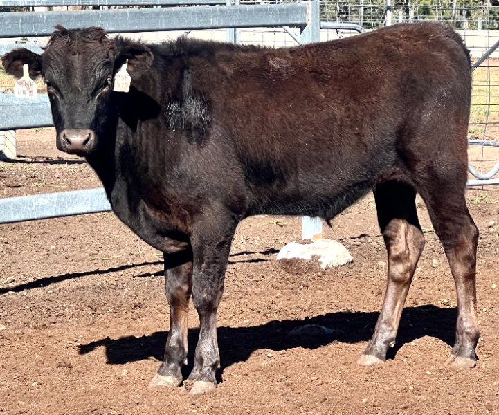 Lot 20 - HAMILTON PARK WAGYU U0476 (ET) | AuctionsPlus