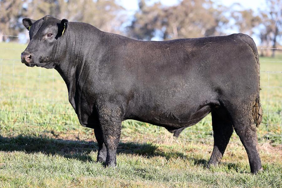 Lot 1 - KAROO N90 NEW GROUND T166 | AuctionsPlus